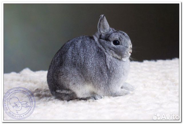 Шиншилла кролик минор, самочка, 970 грамм