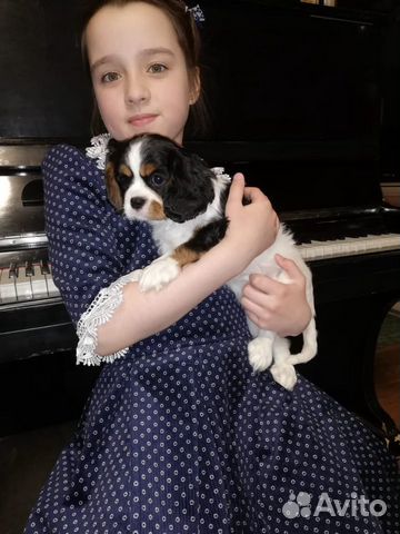 Девочка Кавалер Кинг Чарльз Спаниель