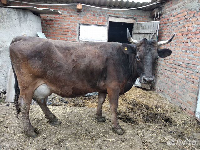 Продаётся корова