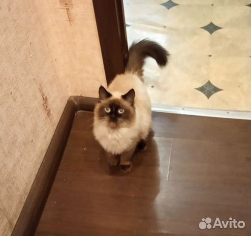 Мальчик Рэгдолл 1,5 года