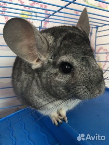 Шиншилла мальчик