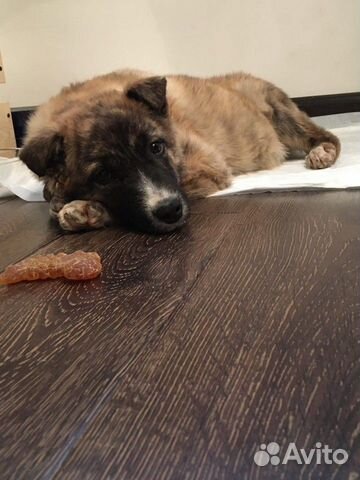 Щенок, 2.5 месяца, девочка Рэя