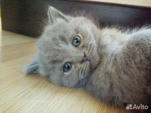 Продается котенок Скотиш-страйт