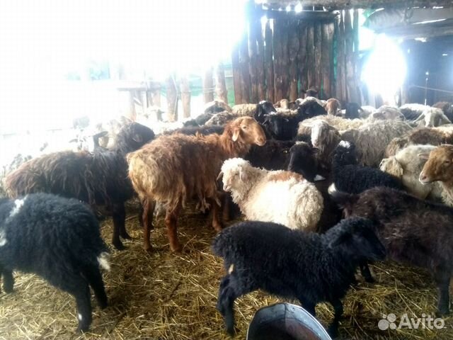 Овцы, лошади