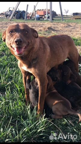 Щенки пастушки