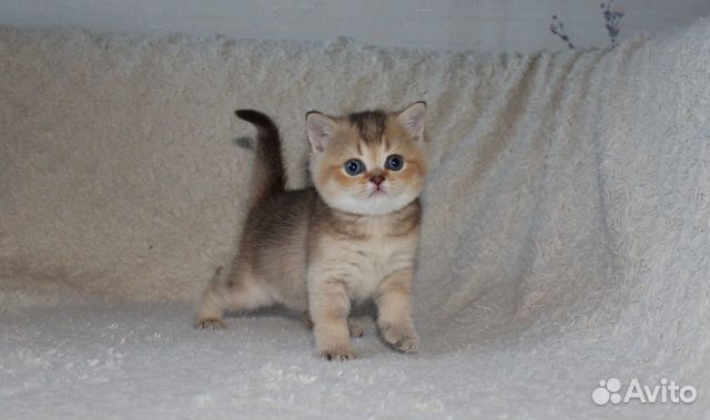 Золотые шиншилки