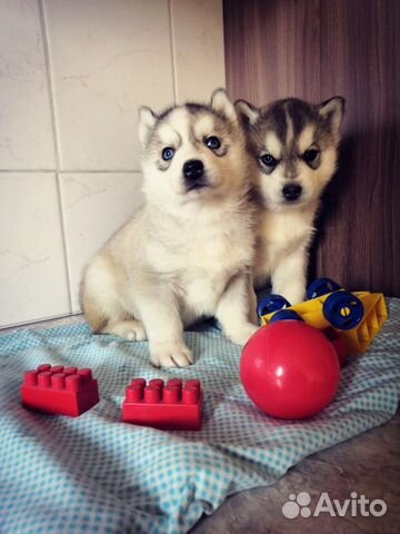 Сибирский хаски