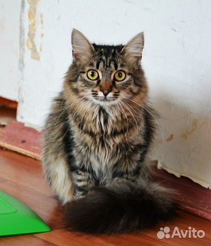 Кошка
