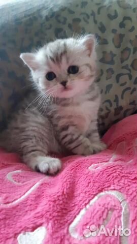 Пятнистые котята