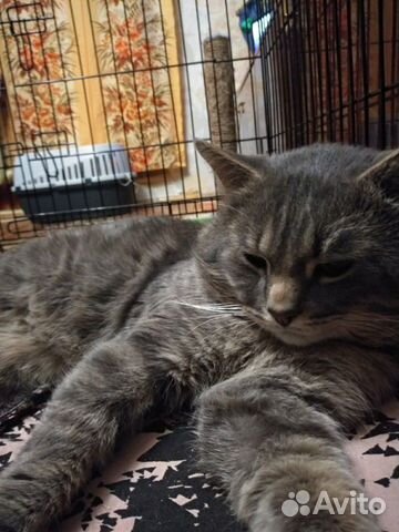 Котик чудесный