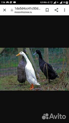 Инкубационное яйцо индийского бегунка