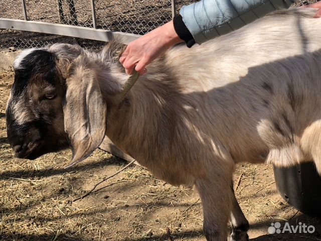 Козел нубийский