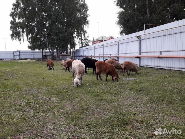 Овцы ярочки справные