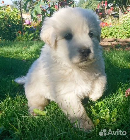 Щенки овчарки