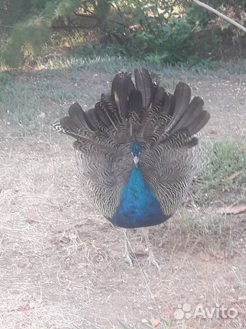 Продам павлинов