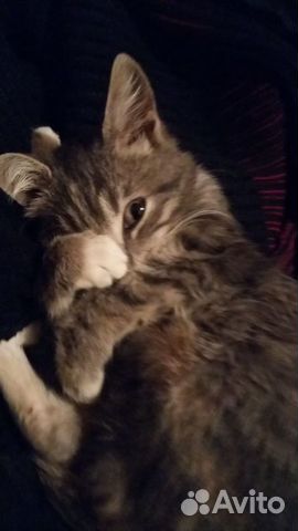 Котенок в добрые руки