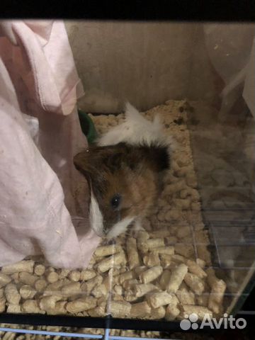 Морские свинки. Бесплатно