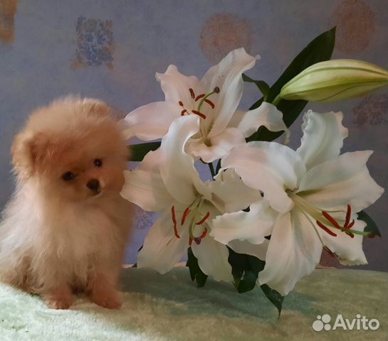 Мини померанский шпиц