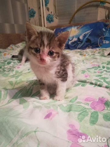 Беспородный