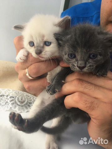 8 котят ищут хозяев. Отдадим в хорошие руки