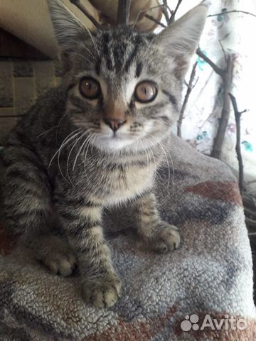 Кошка