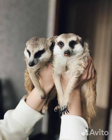 Щенки Сурикатов