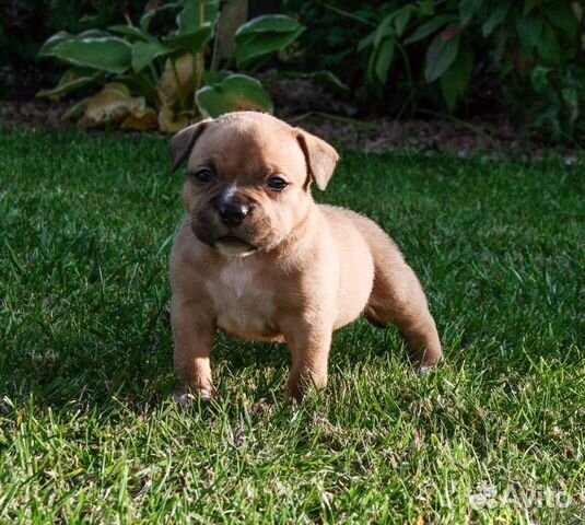 Американский булли (девочка)