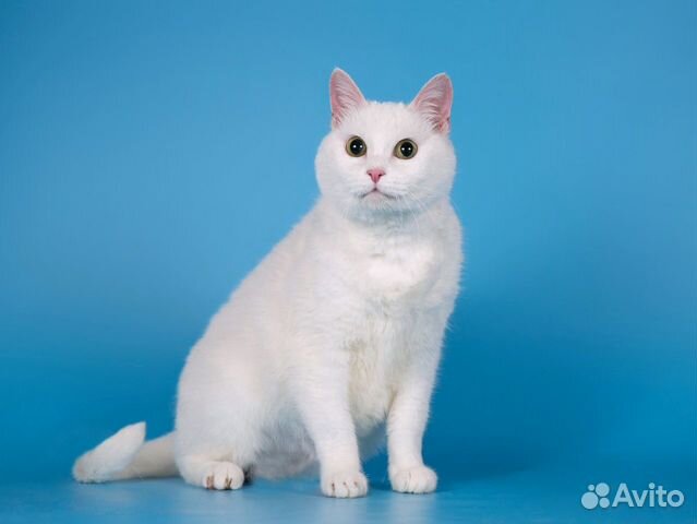 Ласковая белая британская кошка Лаура