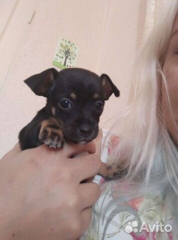 Чихуа и карликовый пинчер