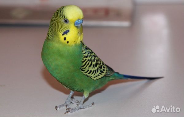 Папугайчик