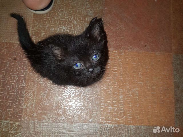 Котенок.Мальчик.1 месяц