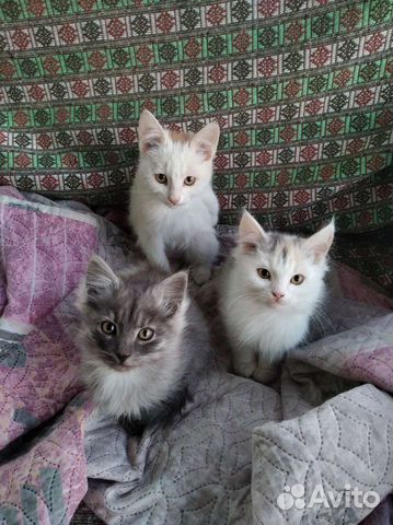 Котята ищут новых хозяев)