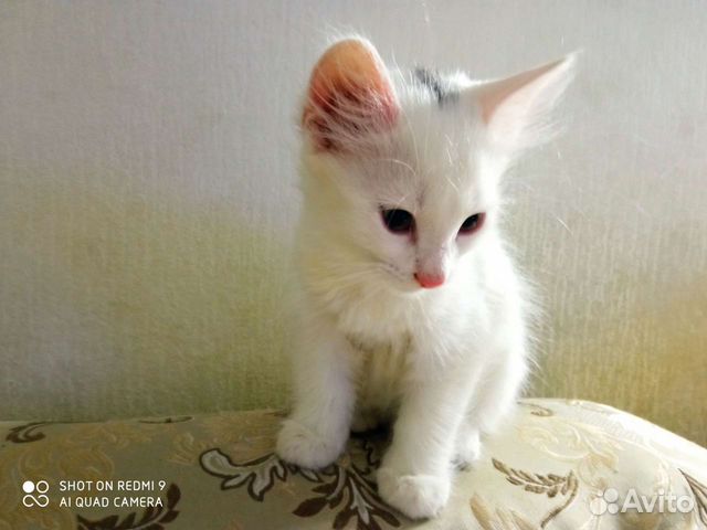 Турецкая ангора