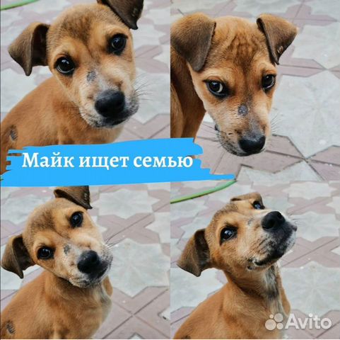 Щенок в добрые руки