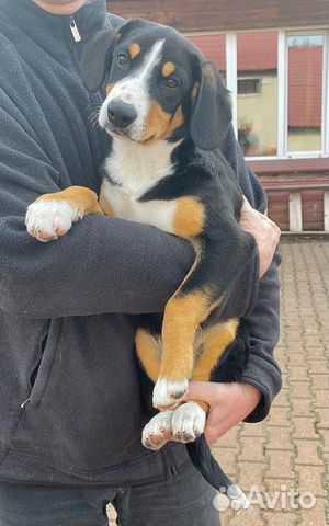 Энтлебухер зенненхунд