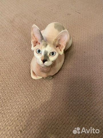 Кошка Сфинкс бамбино long