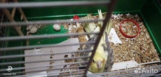 Яйца кореллы