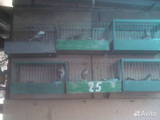 Певчие птички