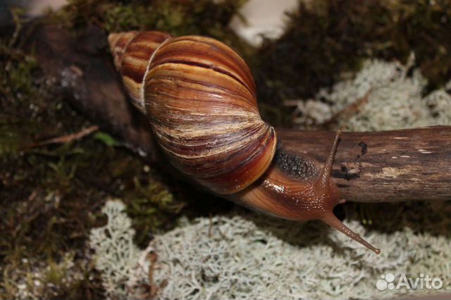 Улитка Ахатина Фулика