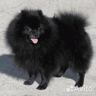 Немецкий миттель шпиц