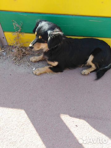 Метис таксы в добрые руки