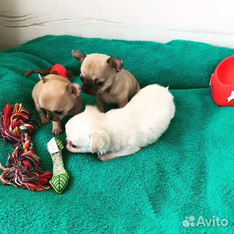 Чудо детки