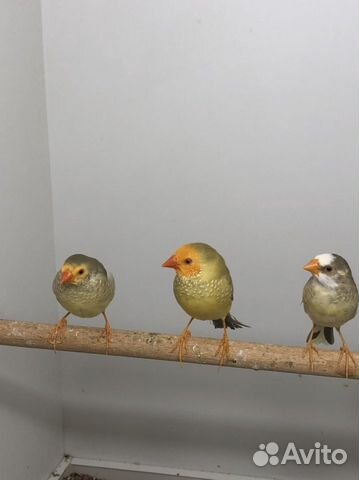 Тростниковые астрильды