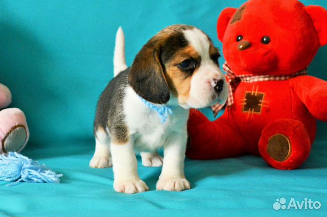 Щеночки бигля