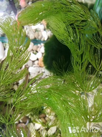 Роголистник аквариумные растения