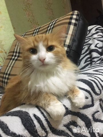 Кошка ищет котика бесплатно
