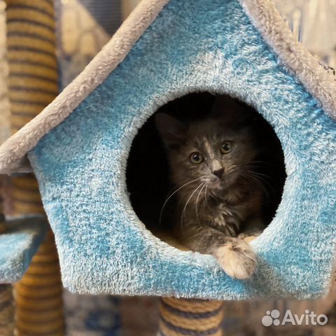 Котенок девочка