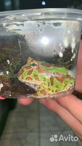 Лягушка рогатка