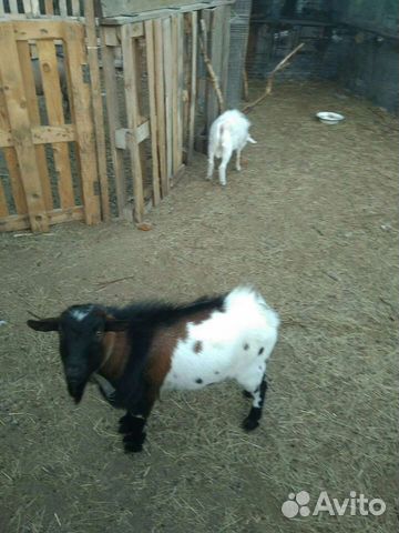 Козёл камерунской породы