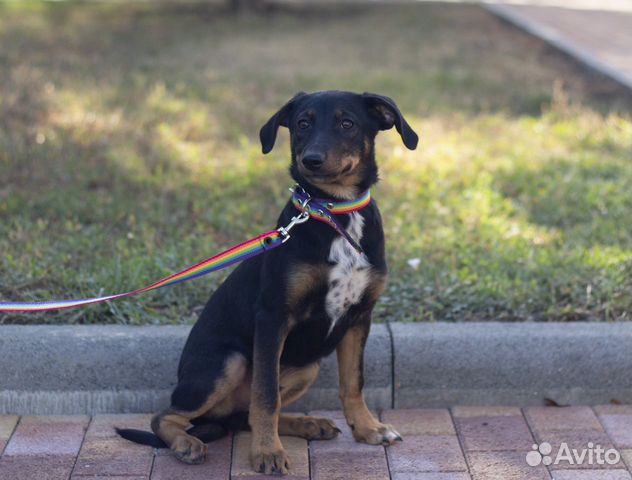 Щенок в хорошие руки